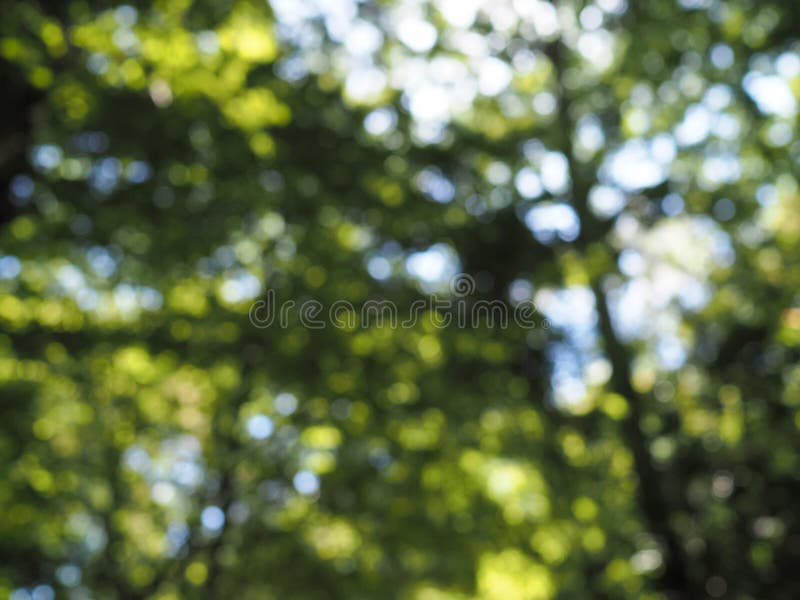 Dappled Sunlight Bokeh through Dark Green Tree Canopy Stock Image ...