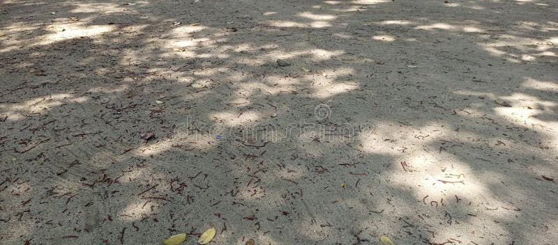 Dappled Sunlight on Sandy Forest Floor Stock Photo - Image of leaves ...