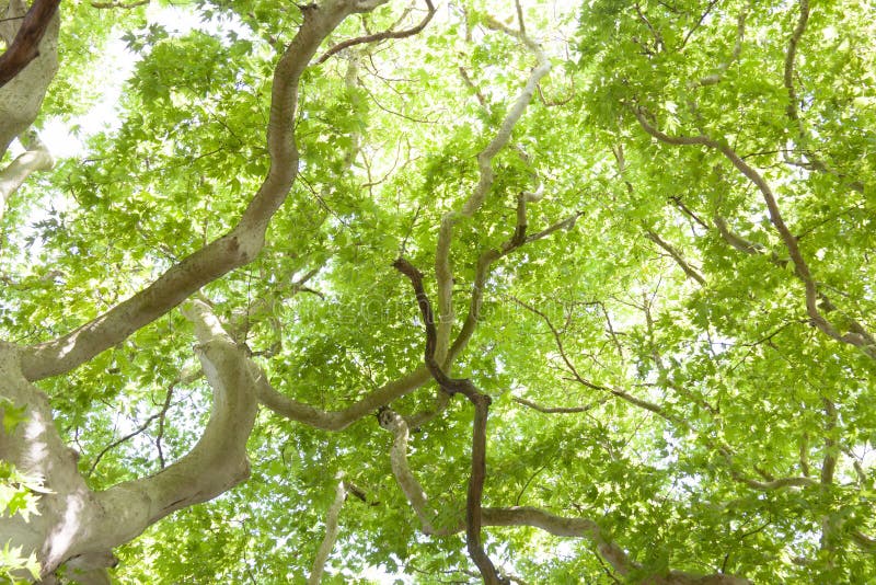 Dappled Sunlight Shinning through Beech Trees in the English Summer ...