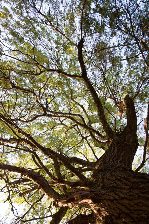 Dappled Sunlight Shinning through the English Countryside Stock Image ...