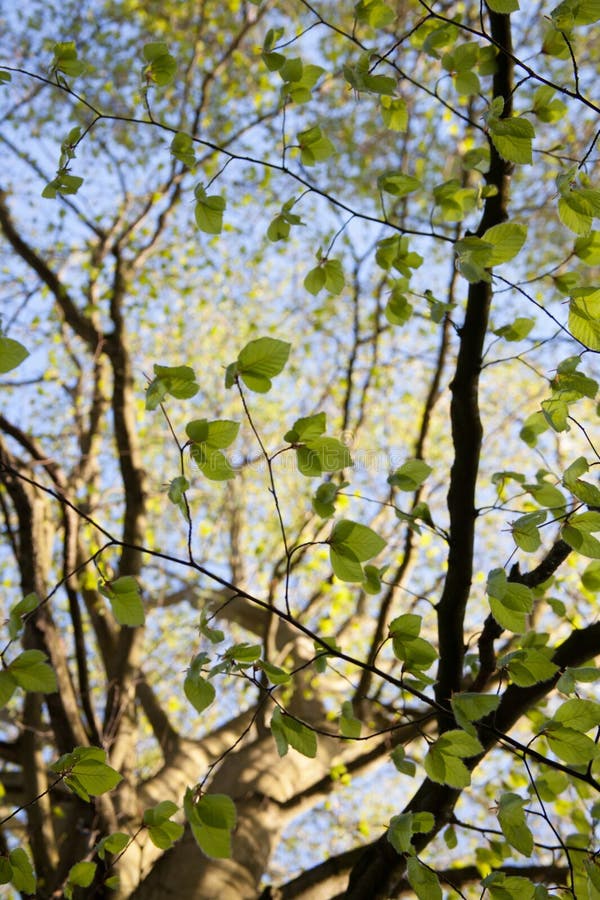 Dappled Sunlight Shinning through the English Countryside Stock Image ...