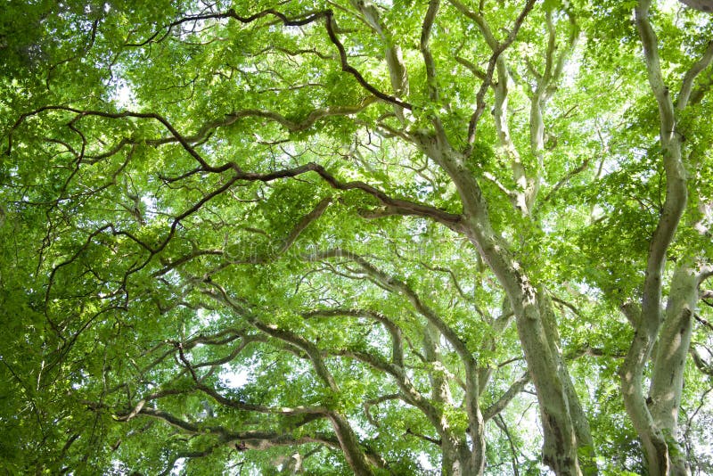 Dappled Sunlight Shinning through Large Beech Trees in England Stock ...