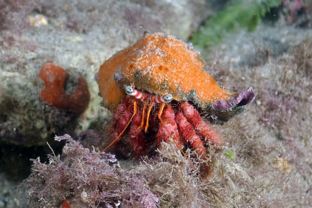 Dardanus Arrosor - Paguro Bernardo Stock Image - Image of dardanus ...