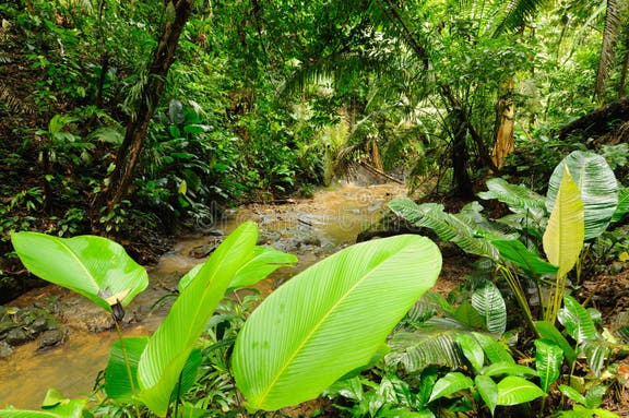 Darien jungle stock image. Image of natural, leves, colombia - 28523895