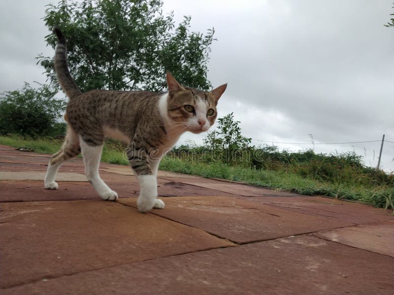 Singham Stock Photos - Free & Royalty-Free Stock Photos from Dreamstime