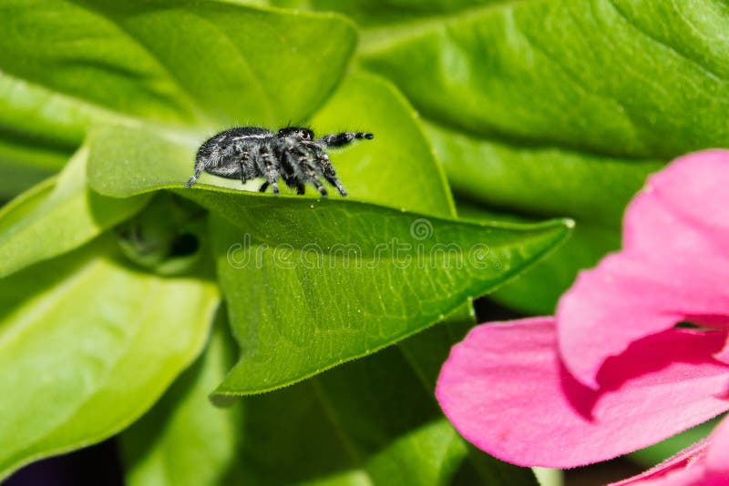 Daring Jumping Spider Pointing Direction Where Its Going. Stock Image ...
