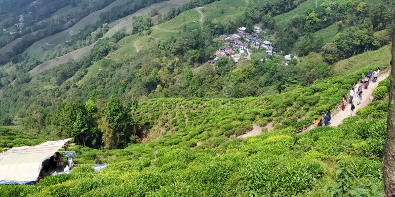 Darjeeling Mountain with Tea Garden Q Stock Image - Image of natural ...