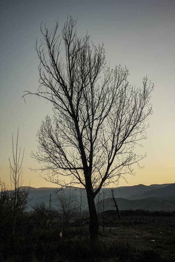 Silhouette of a Bare Tree during Sunset Stock Photo - Image of field ...