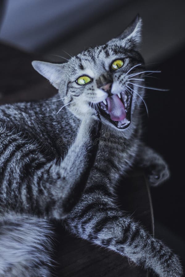 Angry Cat Gato Stock Photos - Free & Royalty-Free Stock Photos from ...