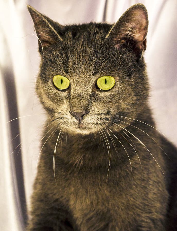 Texture Cats Birds Stock Photos - Free & Royalty-Free Stock Photos from ...