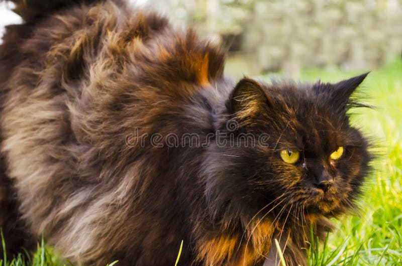 Dark Ashy Gray Cat Stock Photos - Free & Royalty-Free Stock Photos from ...