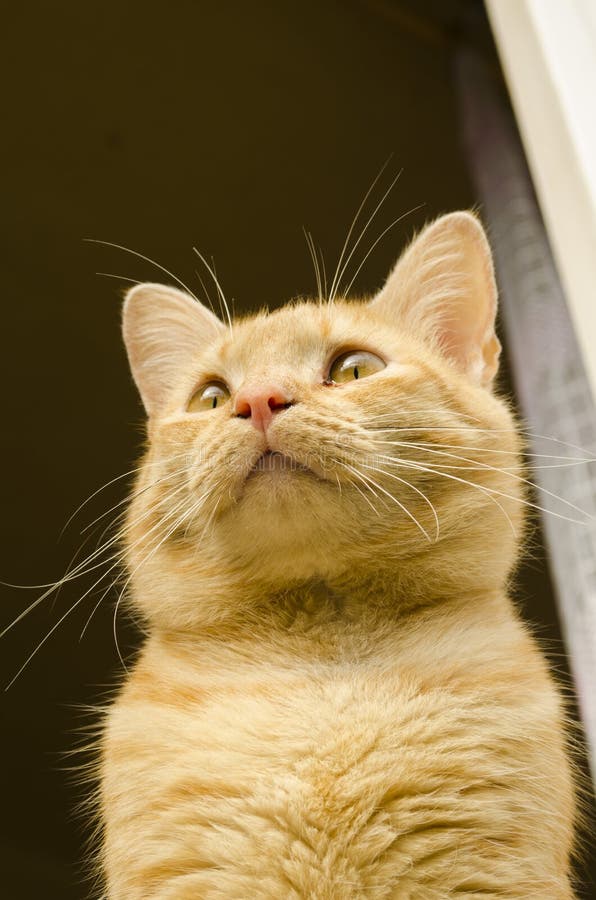 Dark ashy gray cat stock photo. Image of kitten, canine - 47659902