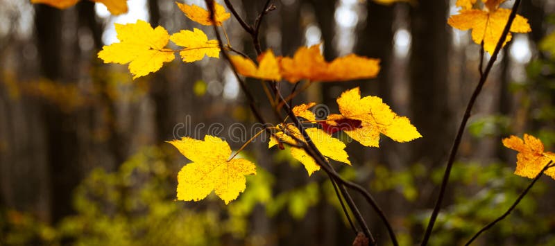 Magic Autumn. Autumn View with Colorful Autumn Leaves on the Trees on a ...