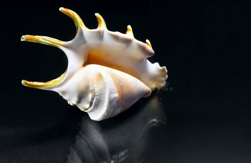 Sea Shell of Fancy Shape on Dark Background. Stock Image - Image of ...