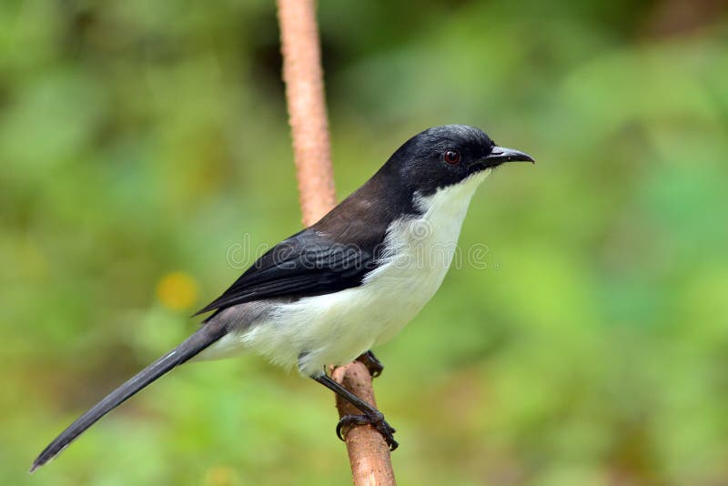 Dark-backed Sibia bird stock image. Image of beak, freedom - 38040171