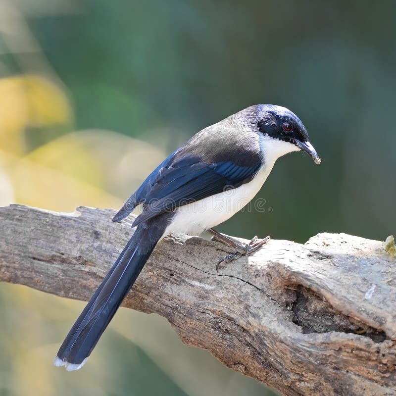 Dark-backed Sibia stock image. Image of wildlife, sibia - 39316239