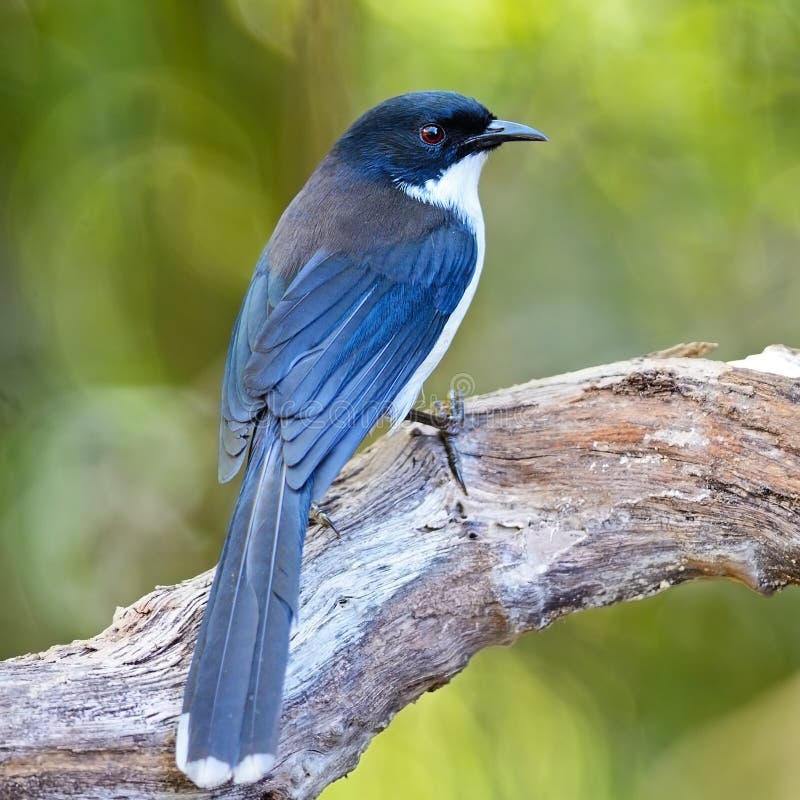 Dark-backed Sibia stock photo. Image of migration, hunt - 32813978