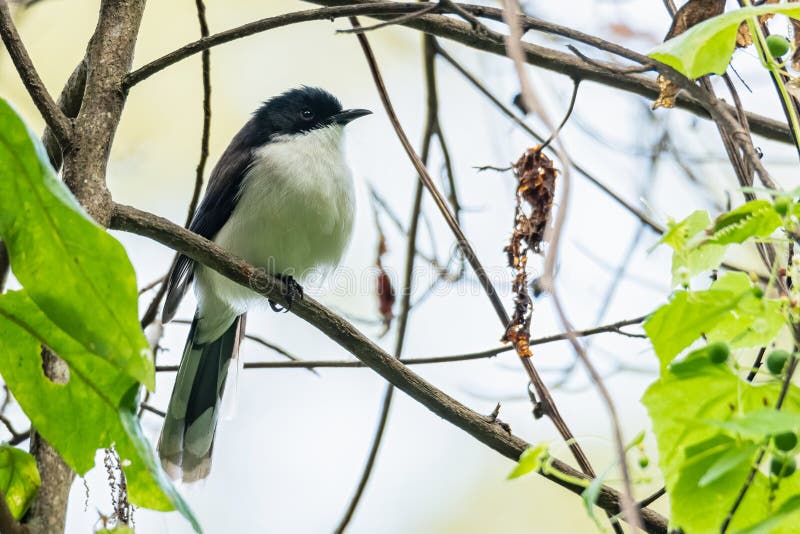 Dark-backed Sibia Perching on a Branch Looking into a Distance Stock ...