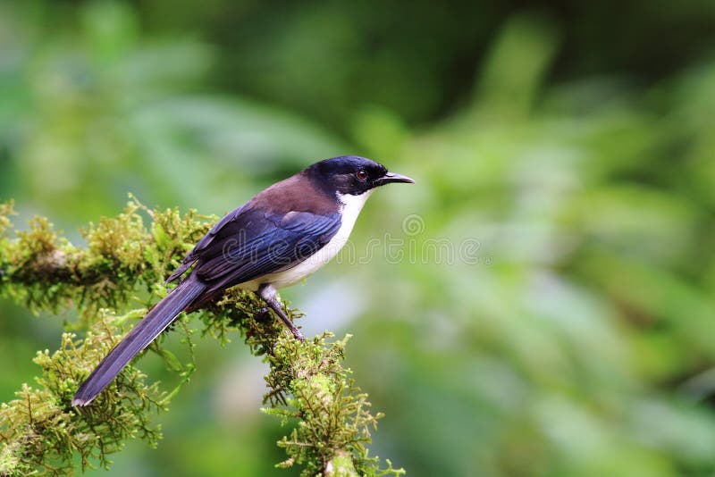 Dark-backed Sibia stock image. Image of background, asia - 150767773