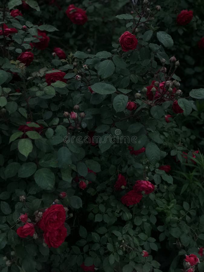 Dark Background Bush Wild Roses Red on a Dark Background of Green ...