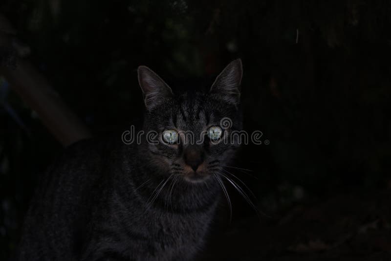 1,074 Vicious Eyes Stock Photos - Free & Royalty-Free Stock Photos from ...