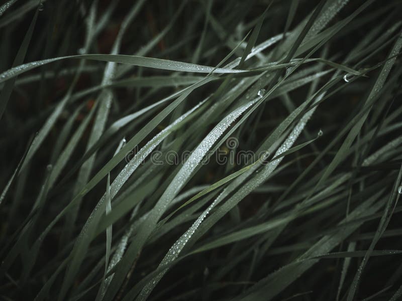 Dark Background of Dew Drops on Grass Stock Image - Image of liquid ...