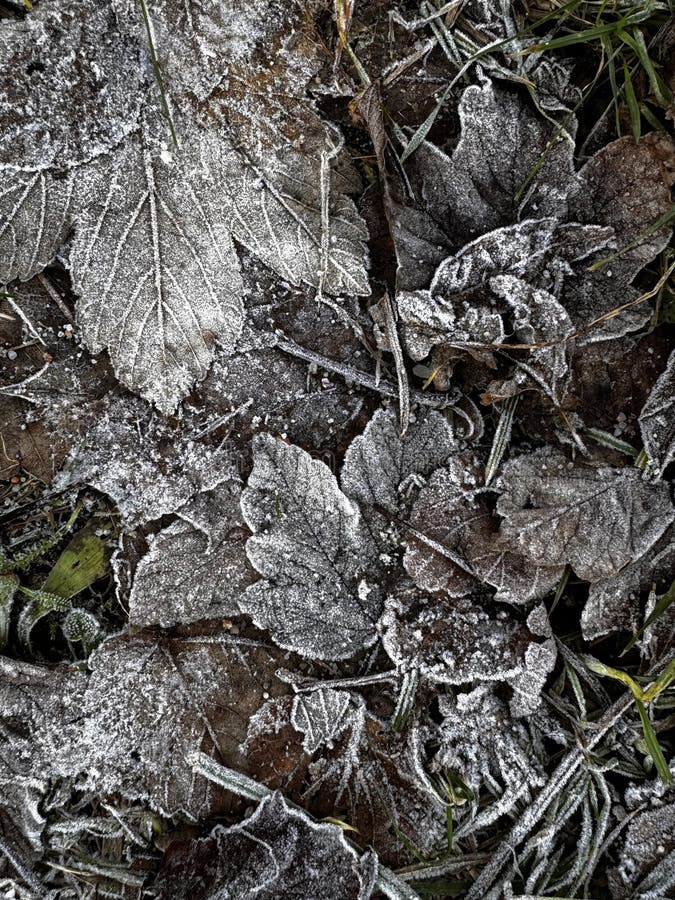 Dark Background with Foliage Covered with Frost. Frost on the Leaves ...