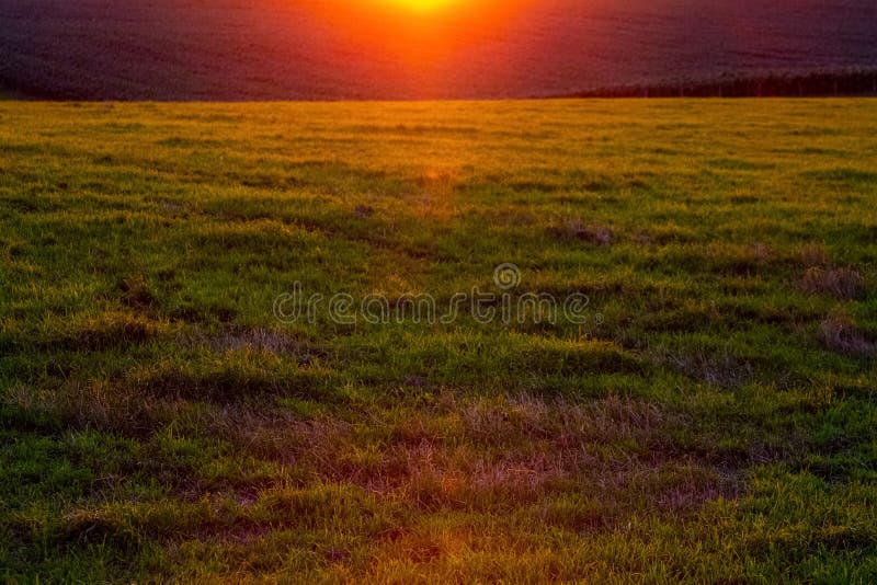 Dark Background with Grass in the Field during Sunset Stock Photo ...