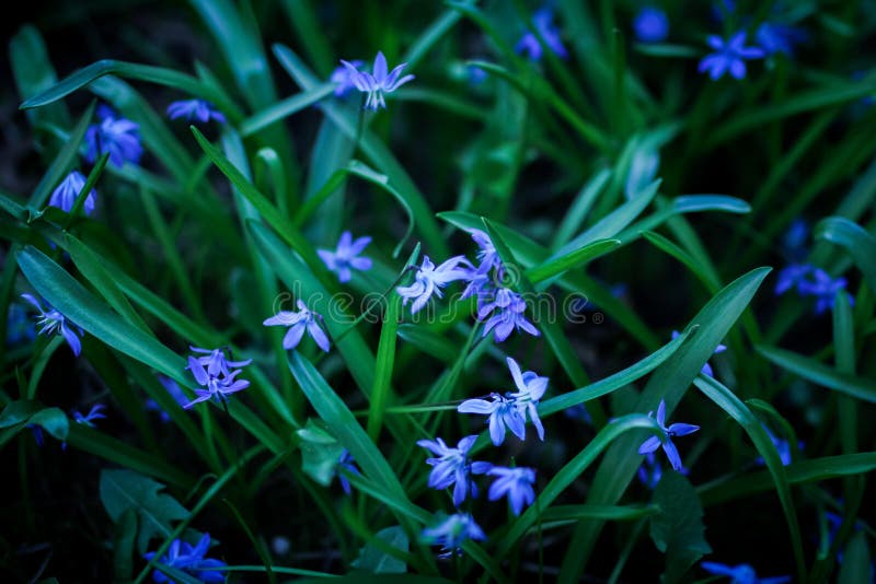 Background with Grass and Blue Flower, Top View, Selective Focus Stock ...