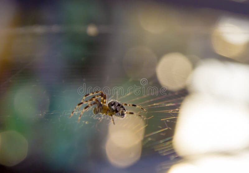 Spider web on a window stock image. Image of untidy - 227894629