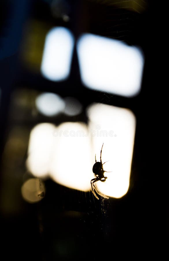 Spider web on a window stock image. Image of untidy - 227894629
