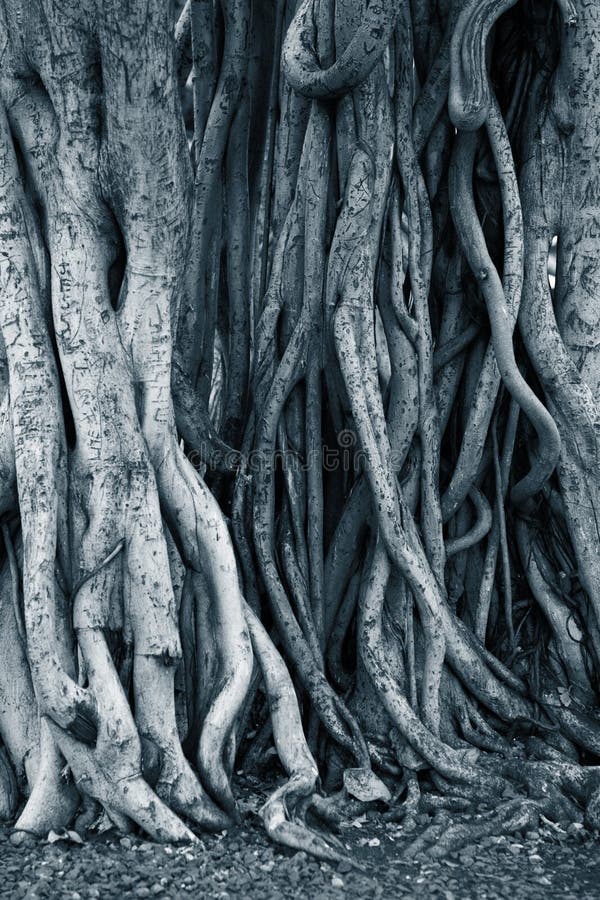 240+ Background roots tree Free Stock Photos - StockFreeImages
