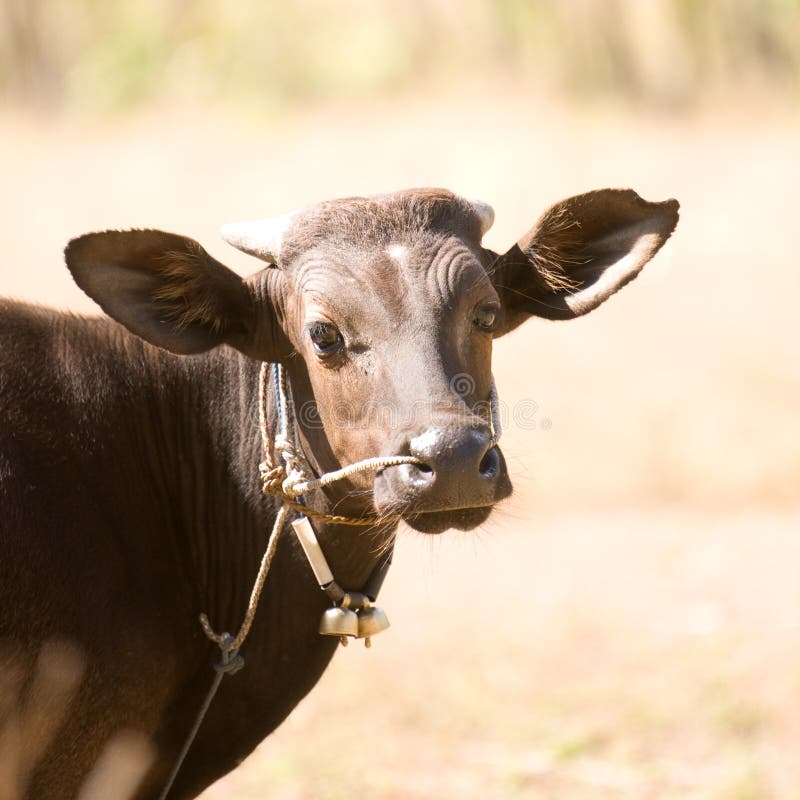 Dark Bali cow stock photo. Image of banteng, java, tembadua - 28319088