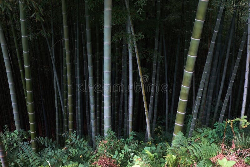 Dark bamboo forest stock image. Image of forest, grass - 119396713