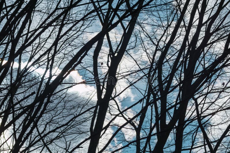 Dark Bare Trees Forest Branches on Blue Cloudy Sky Stock Image - Image ...