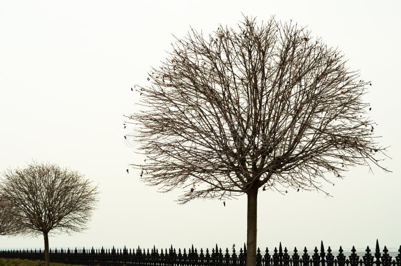 Bare Trees with a Round Crown Stock Image - Image of park, bare: 101541781