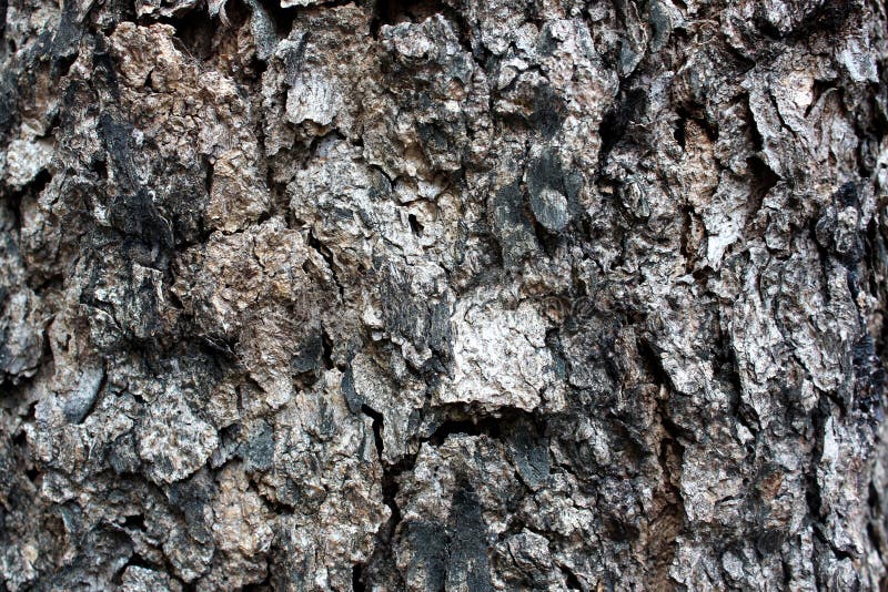 Dark Bark Thick Tree Trunk Fall Color Seasonal Leaves Forest Stock ...