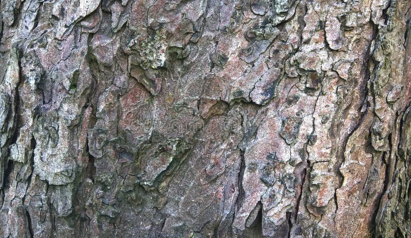 Dark bark of old tree stock image. Image of bark, crack - 121641159