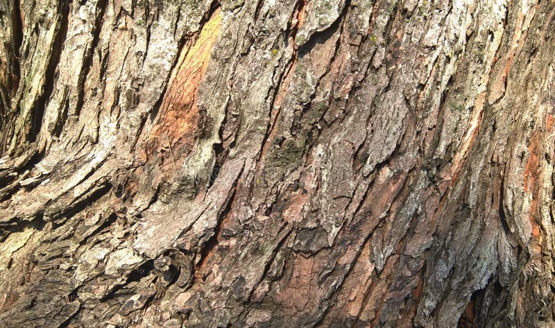 Dark bark of old tree stock image. Image of shabby, background - 121641171