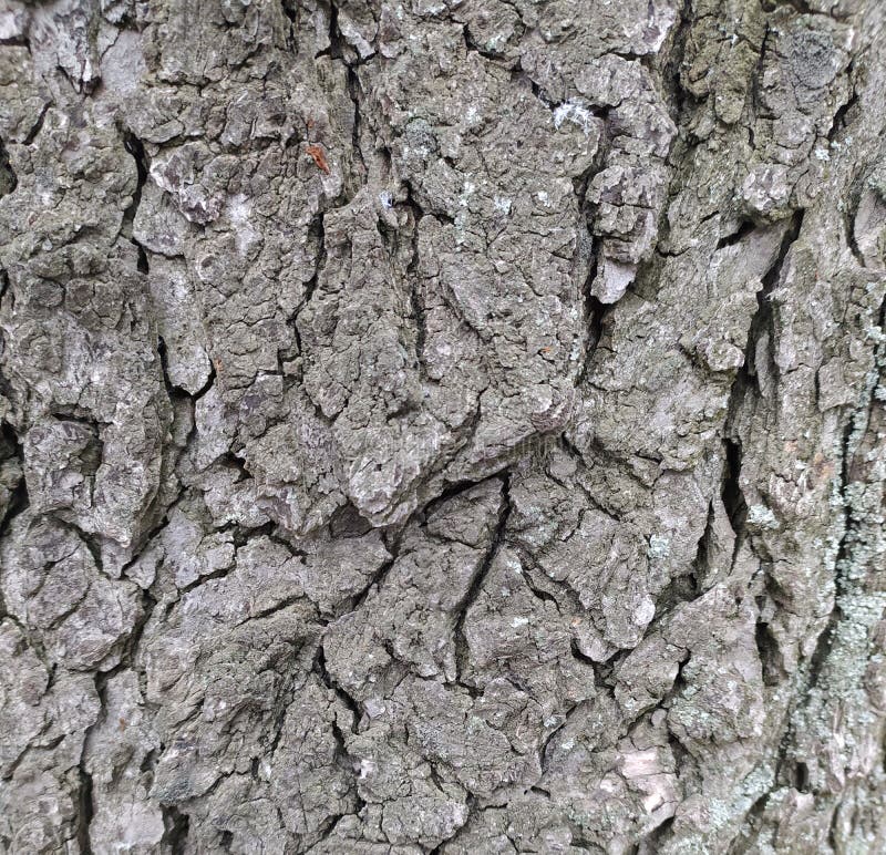 Dark bark texture stock image. Image of organic, bark - 169018723