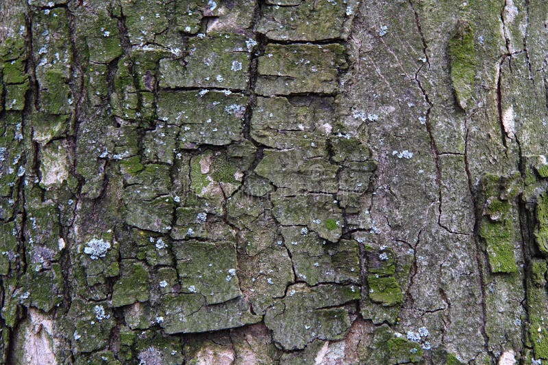 Dark bark of a tree stock photo. Image of plank, pattern - 102507848