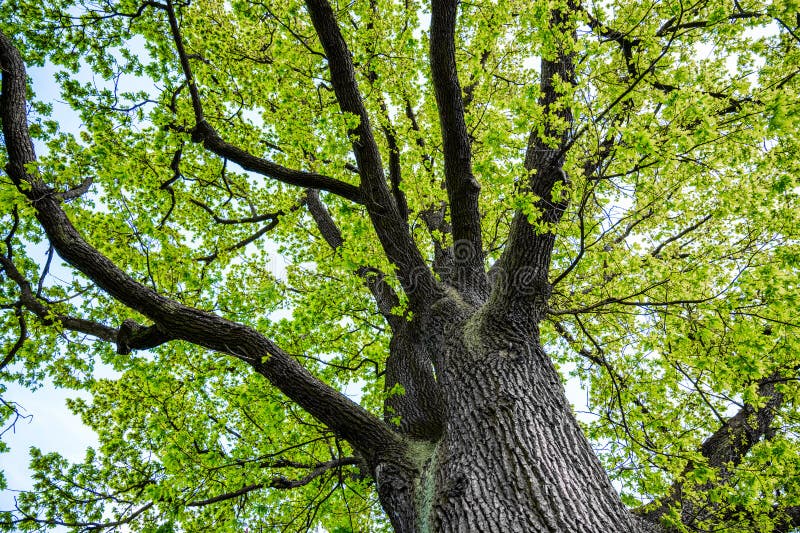 Looking Up at the Canopy of a Spring Deciduous Tree Stock Photo - Image ...