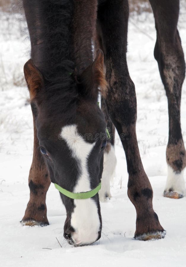 A Dark-bay Foal on a Pasture Stock Image - Image of foal, filly: 32210551