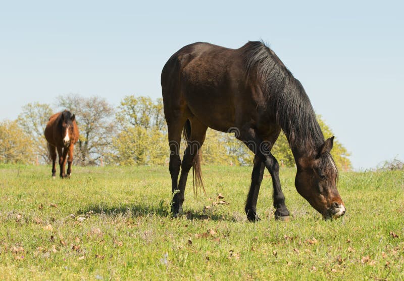 Bay Horse Grazing on a Green Spring Pasture Stock Image - Image of ...