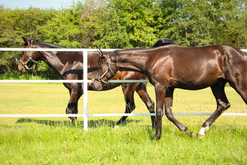 Horses in the paddock stock image. Image of sunlight - 57702667