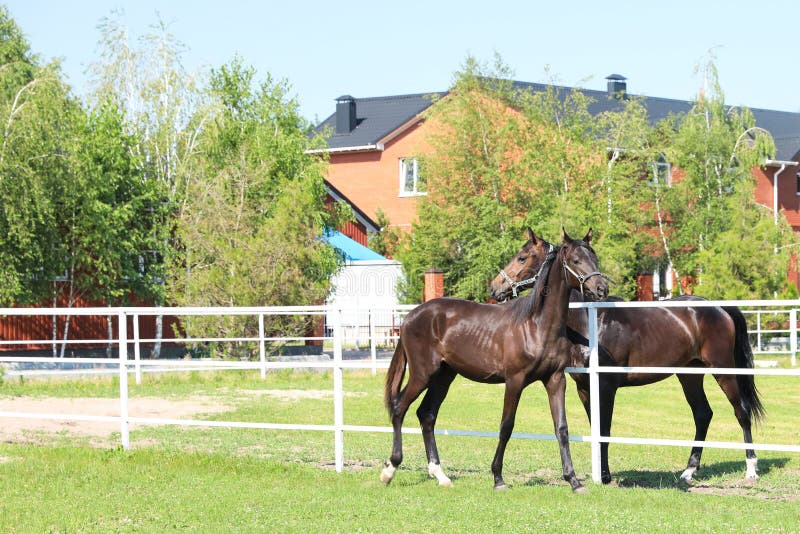 Dark Bay Horses in Paddock on Sunny Day. Beautiful Pets Stock Image ...
