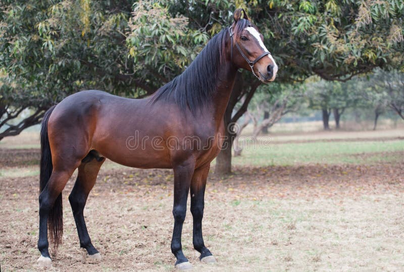Dark Bay Marwari Colt. Cloudy Morning Stock Photo - Image of nature ...
