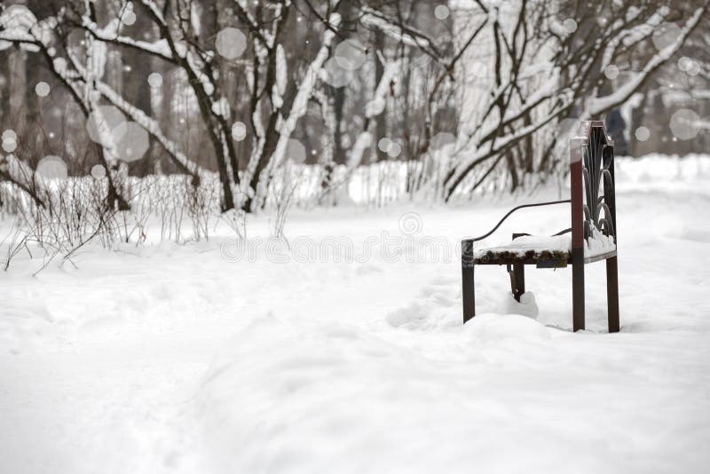 Dark Bench in Winter Snow White Park Stock Image - Image of frosty ...
