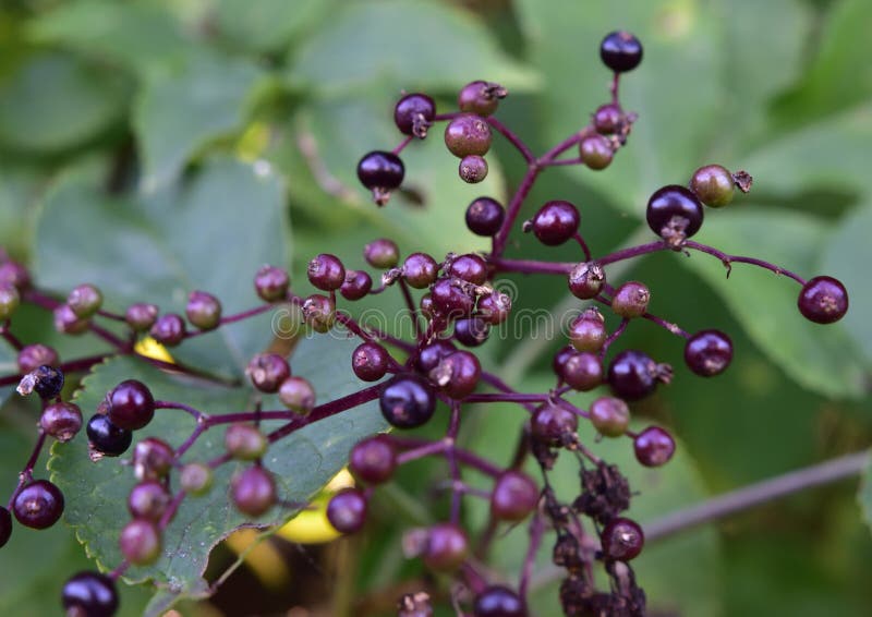Dark berries stock image. Image of nature, berries, food - 93732535