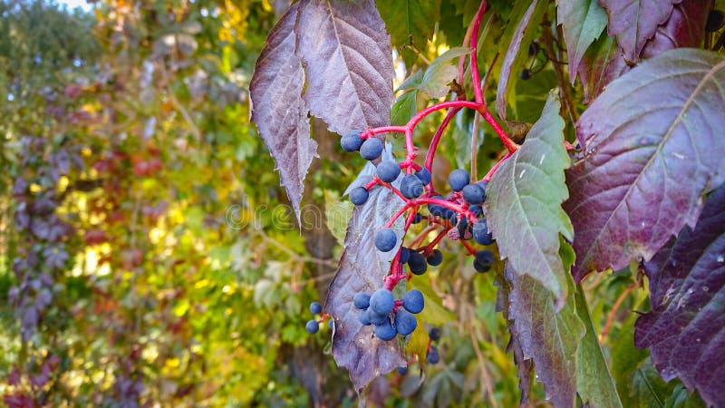 Dark Berries of Wild Grapes on a Background of Reddish Leaves Stock ...